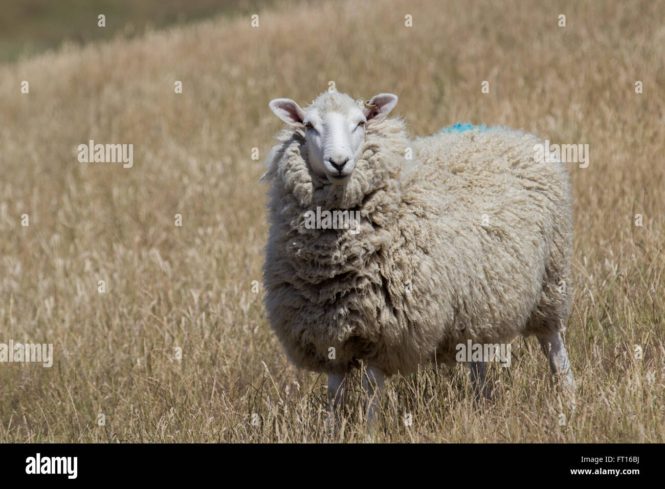 Woolly sheep in field looking forward Stock Photo - Alamy