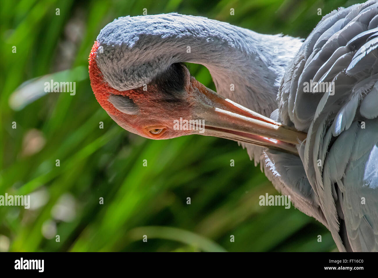 Brolga hi-res stock photography and images - Alamy