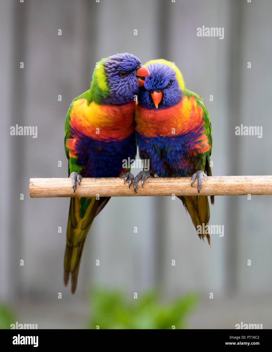 Rain Sodden Stock Photos & Rain Sodden Stock Images - Alamy