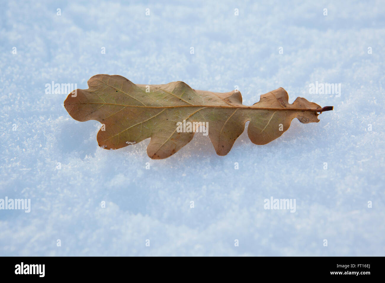 A single oak leaf lying on a bed of deep white snow as it has fallen ...