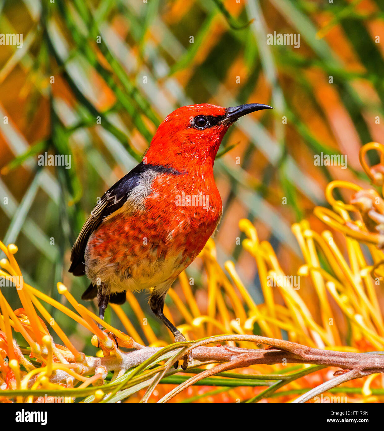 Scarlet birds hi-res stock photography and images - Alamy