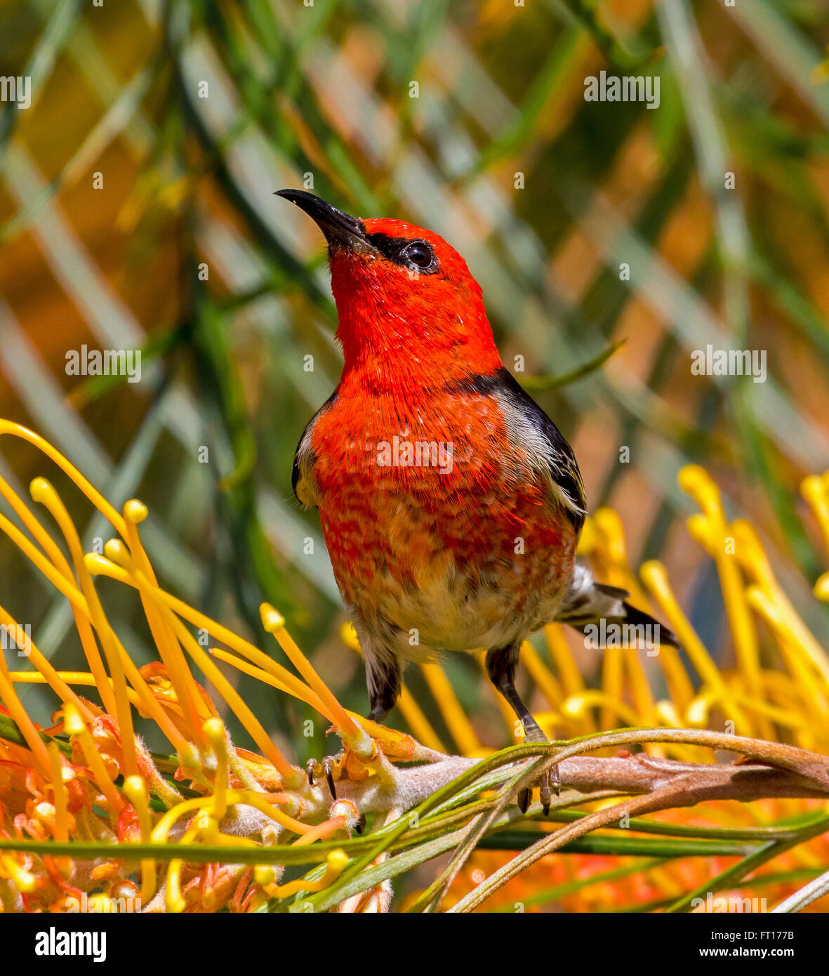Scarlet birds hi-res stock photography and images - Alamy
