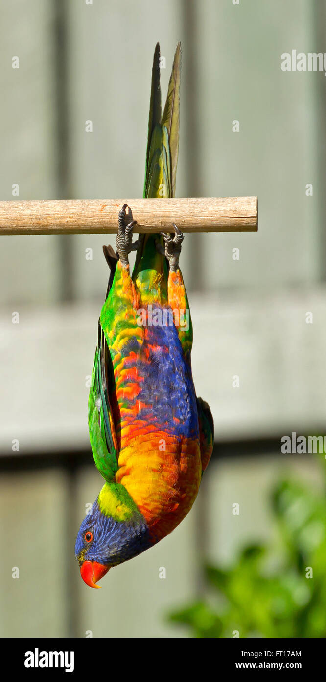 Native bird birds australia australian hi-res stock photography and ...