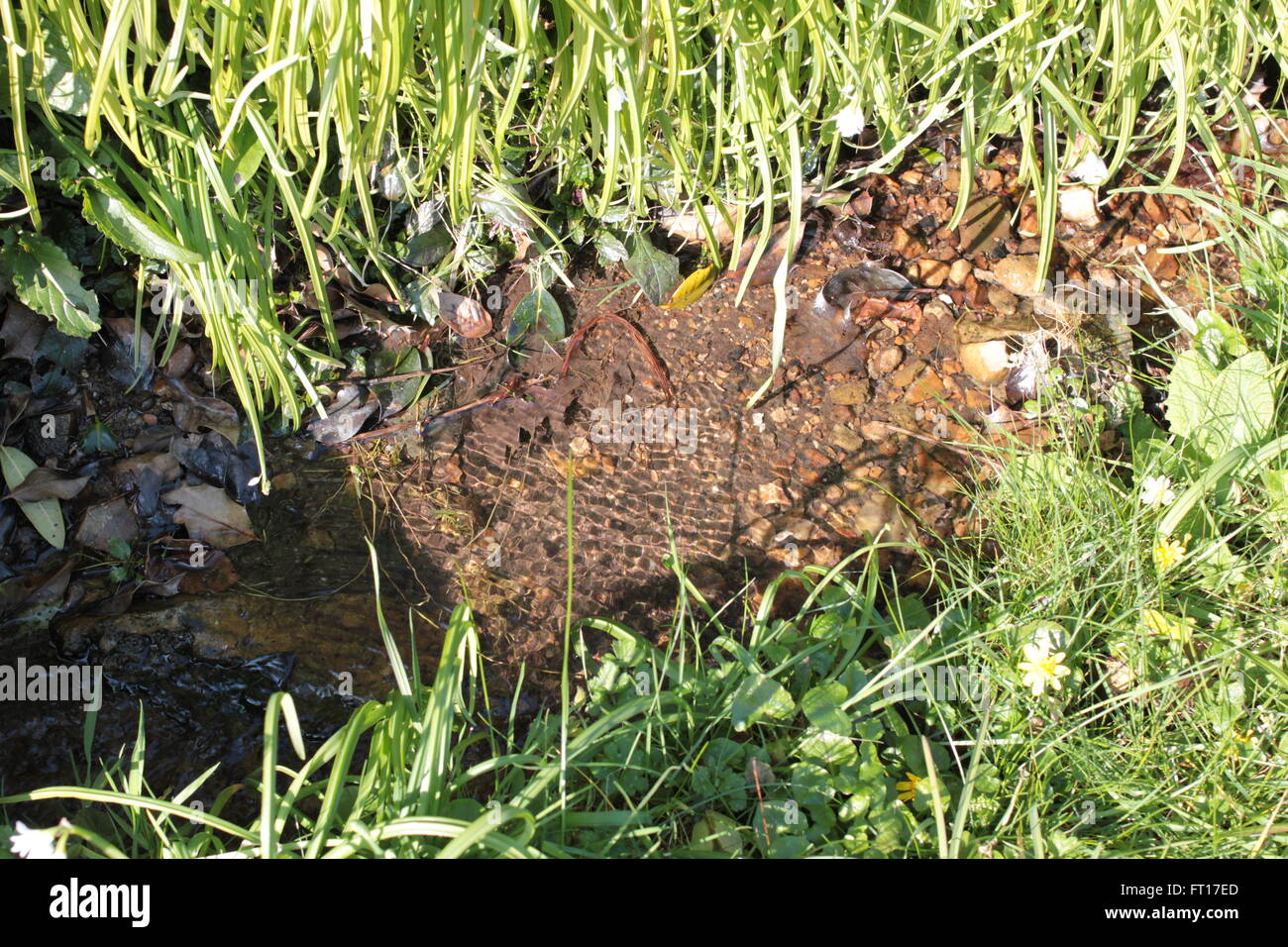 Habitat still and running water hi-res stock photography and images - Alamy