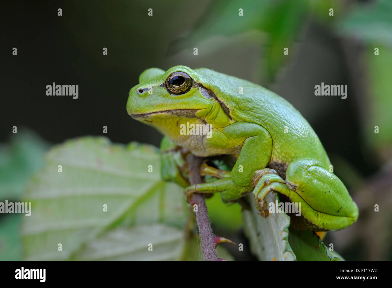 Frog pose hi-res stock photography and images - Alamy