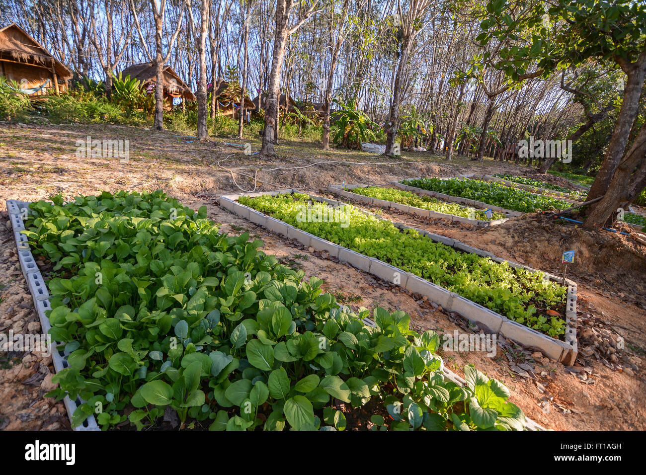 Salad farming next to rubber trees plantation Stock Photo - Alamy
