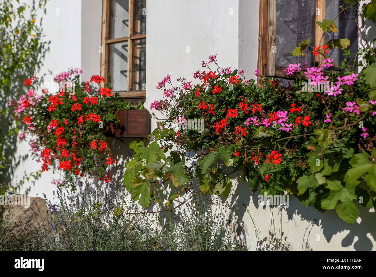 Geraniums in window boxes rural village, pelargonium cottage Stock ...