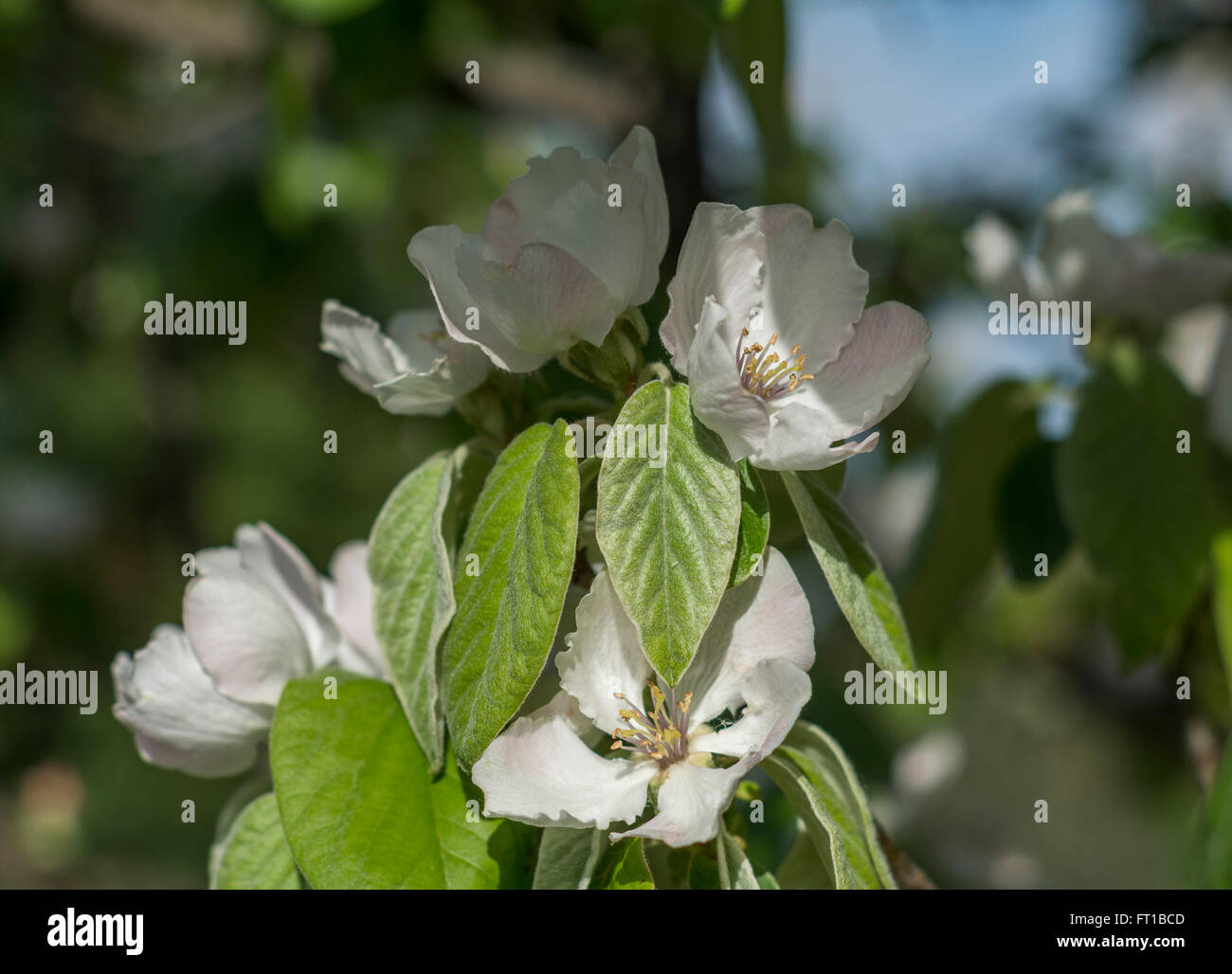 quince tree blossom Stock Photo - Alamy