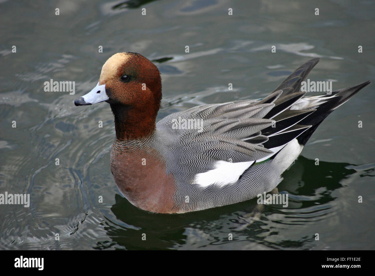 Wigeon duck on lake Stock Photo - Alamy