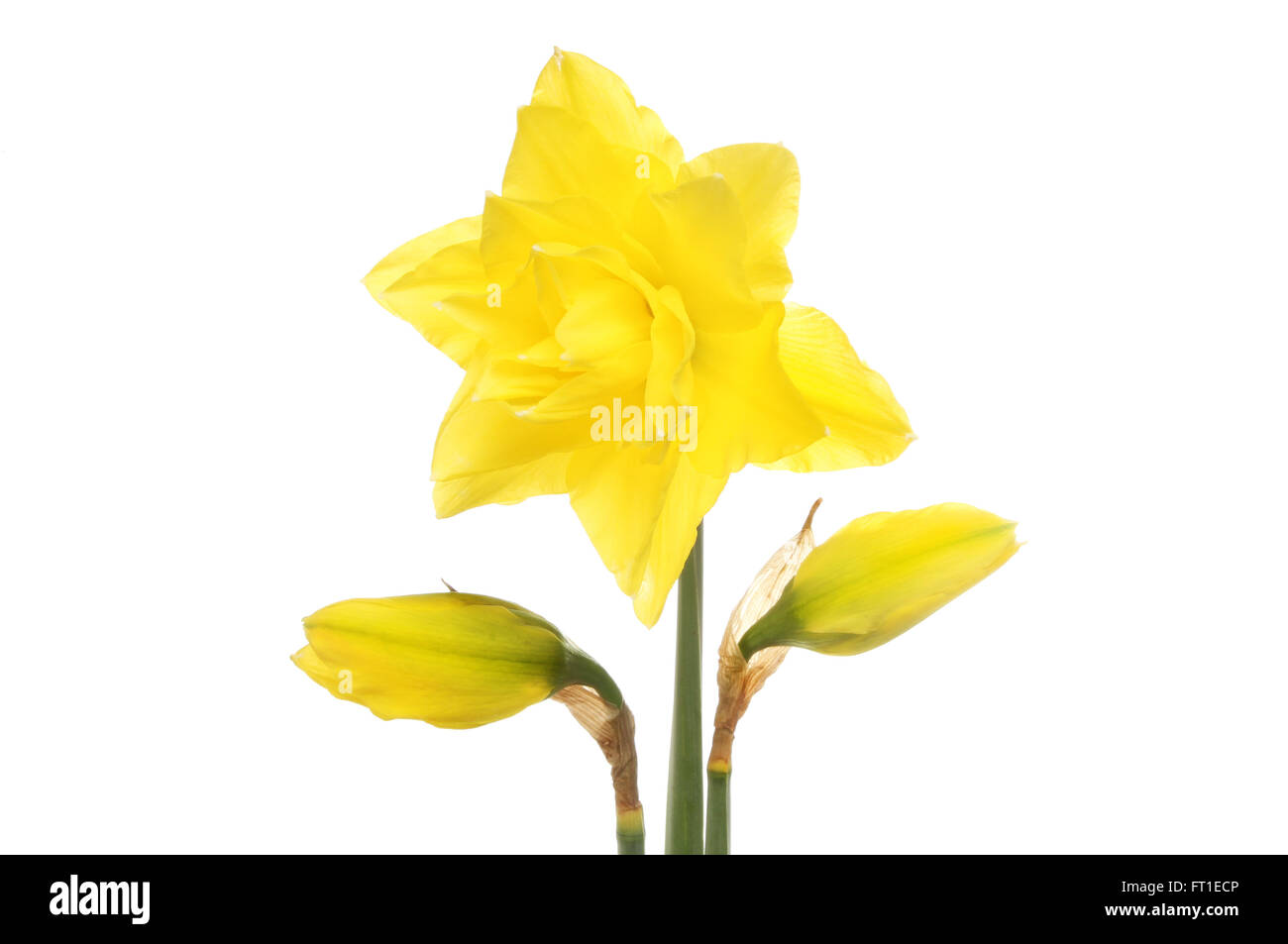Double daffodil hi-res stock photography and images - Alamy
