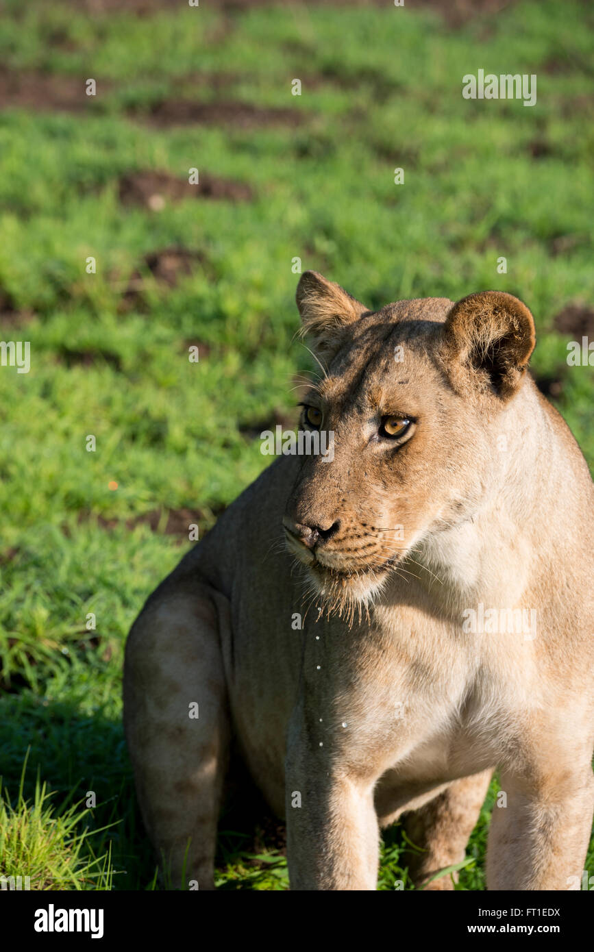 Africa, Zambia, South Luangwa National Park, Mfuwe. Lioness (WILD ...