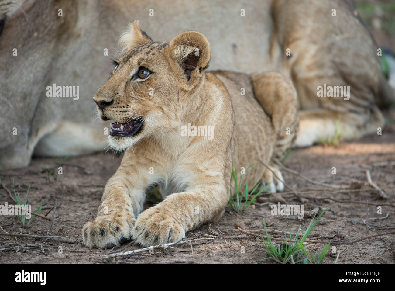 Baby lion close up hi-res stock photography and images - Alamy