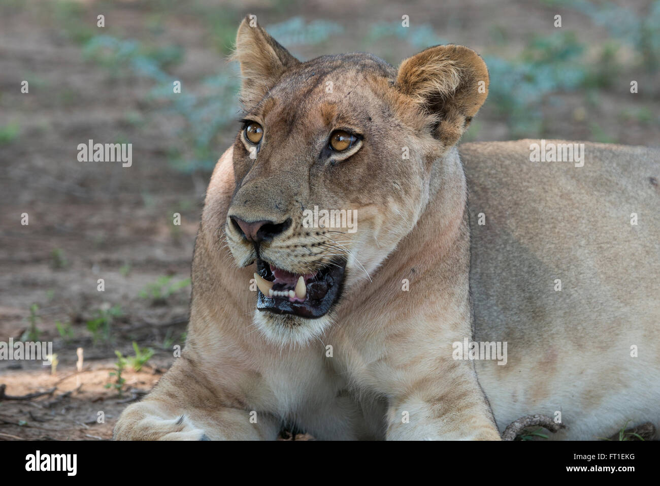 Africa, Zambia, South Luangwa National Park, Mfuwe. Lioness (WILD ...