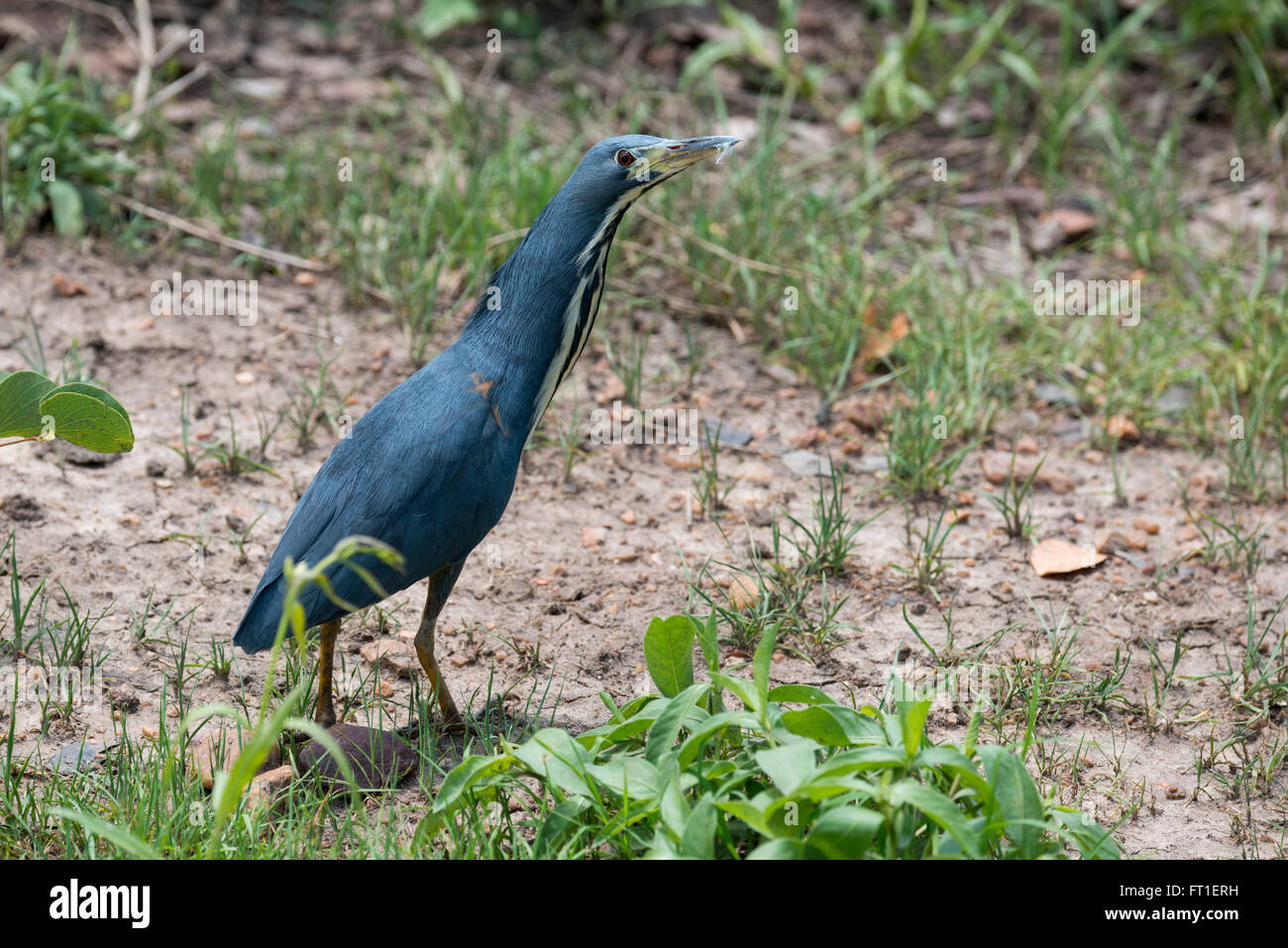 Africa, Zambia, South Luangwa National Park. Dwarf bittern (WILD ...