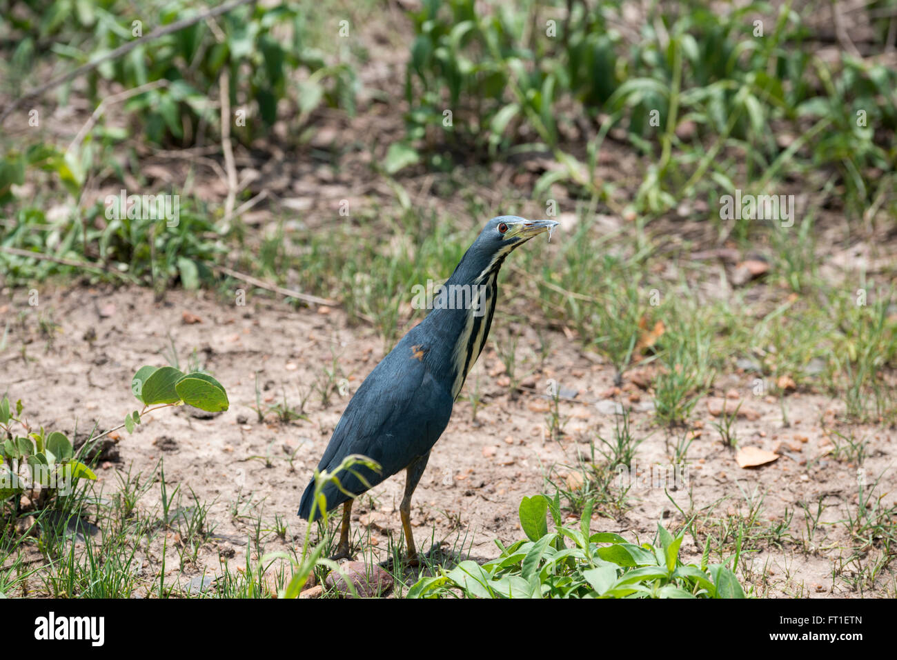 Africa, Zambia, South Luangwa National Park. Dwarf bittern (WILD ...