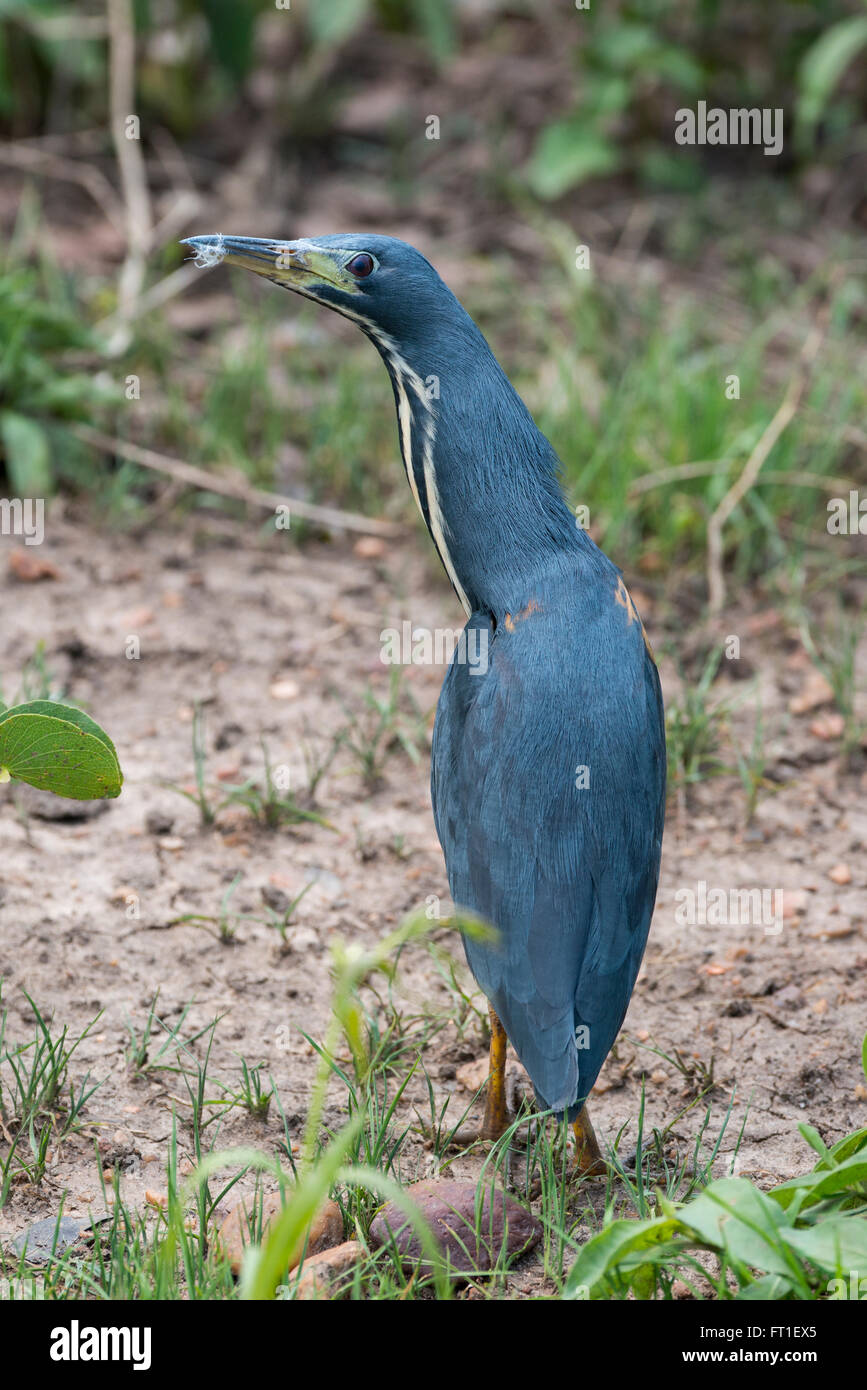 Africa, Zambia, South Luangwa National Park. Dwarf bittern (WILD ...