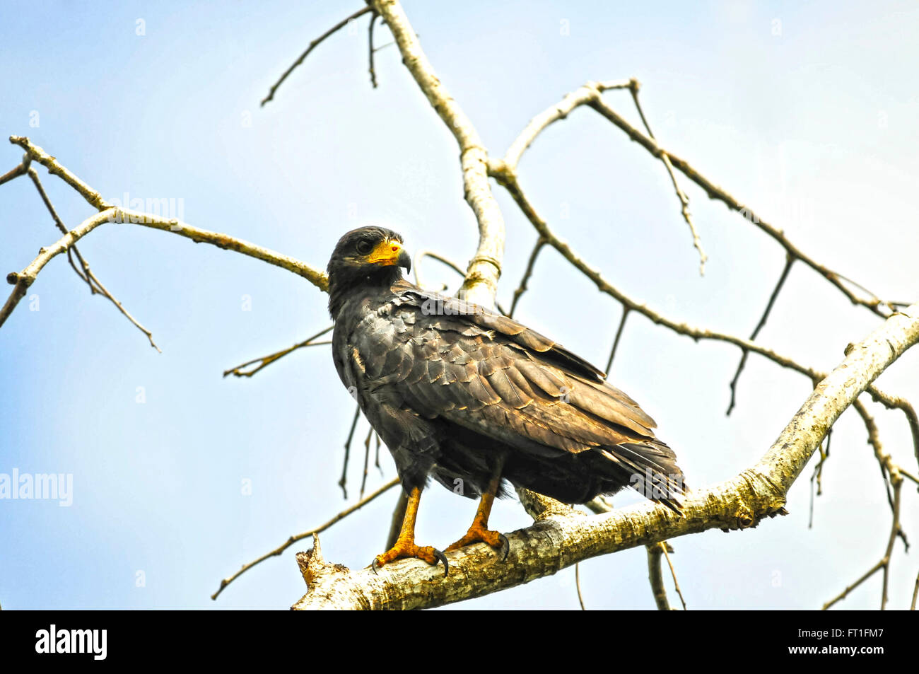 Black hawk hi-res stock photography and images - Alamy
