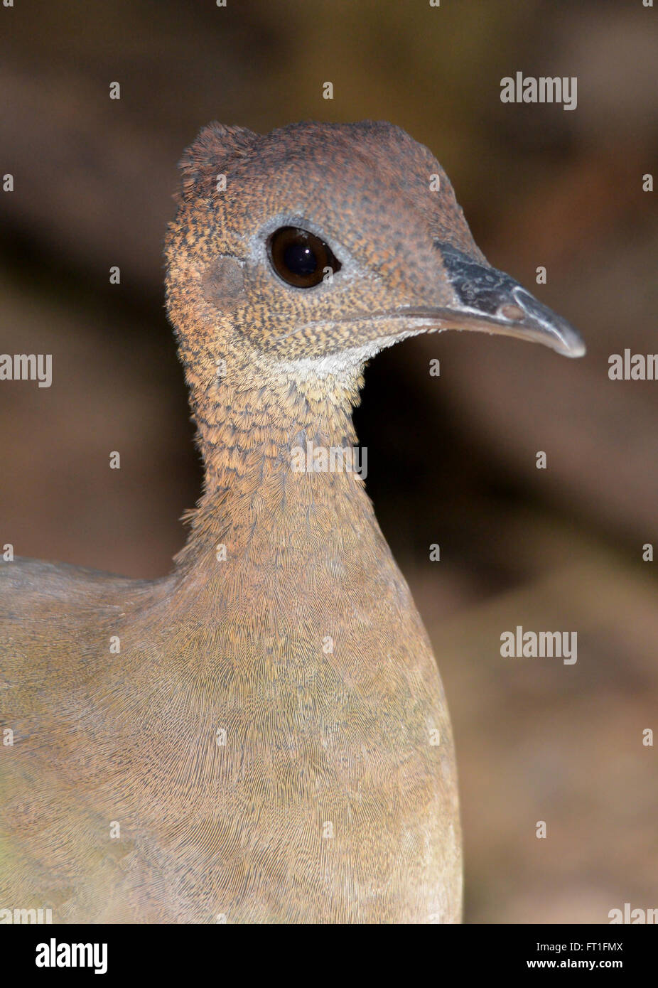 Close up shot of a Great Tinamou wild bird from the rain forest of ...