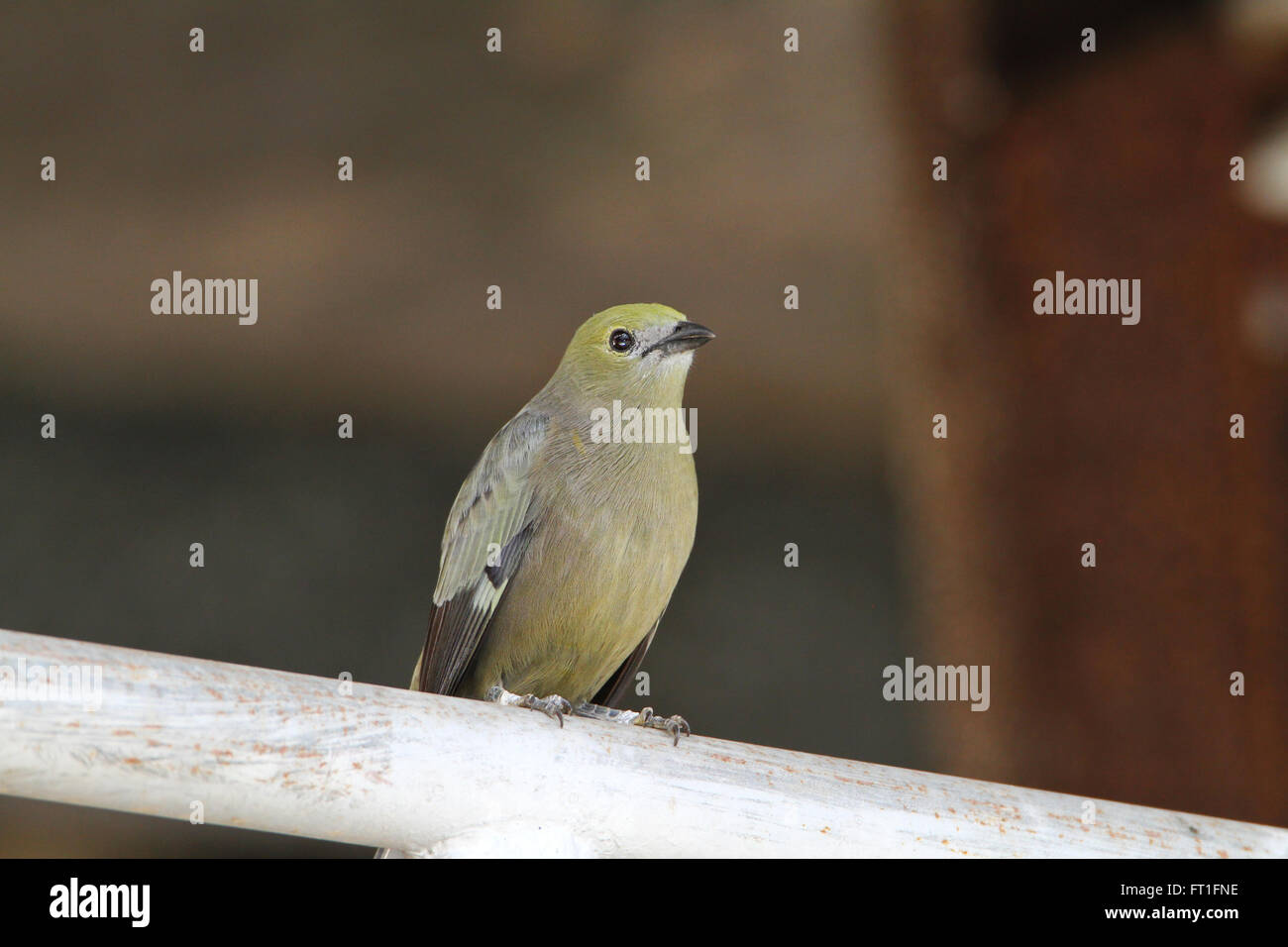 Olive green tanager hi-res stock photography and images - Alamy