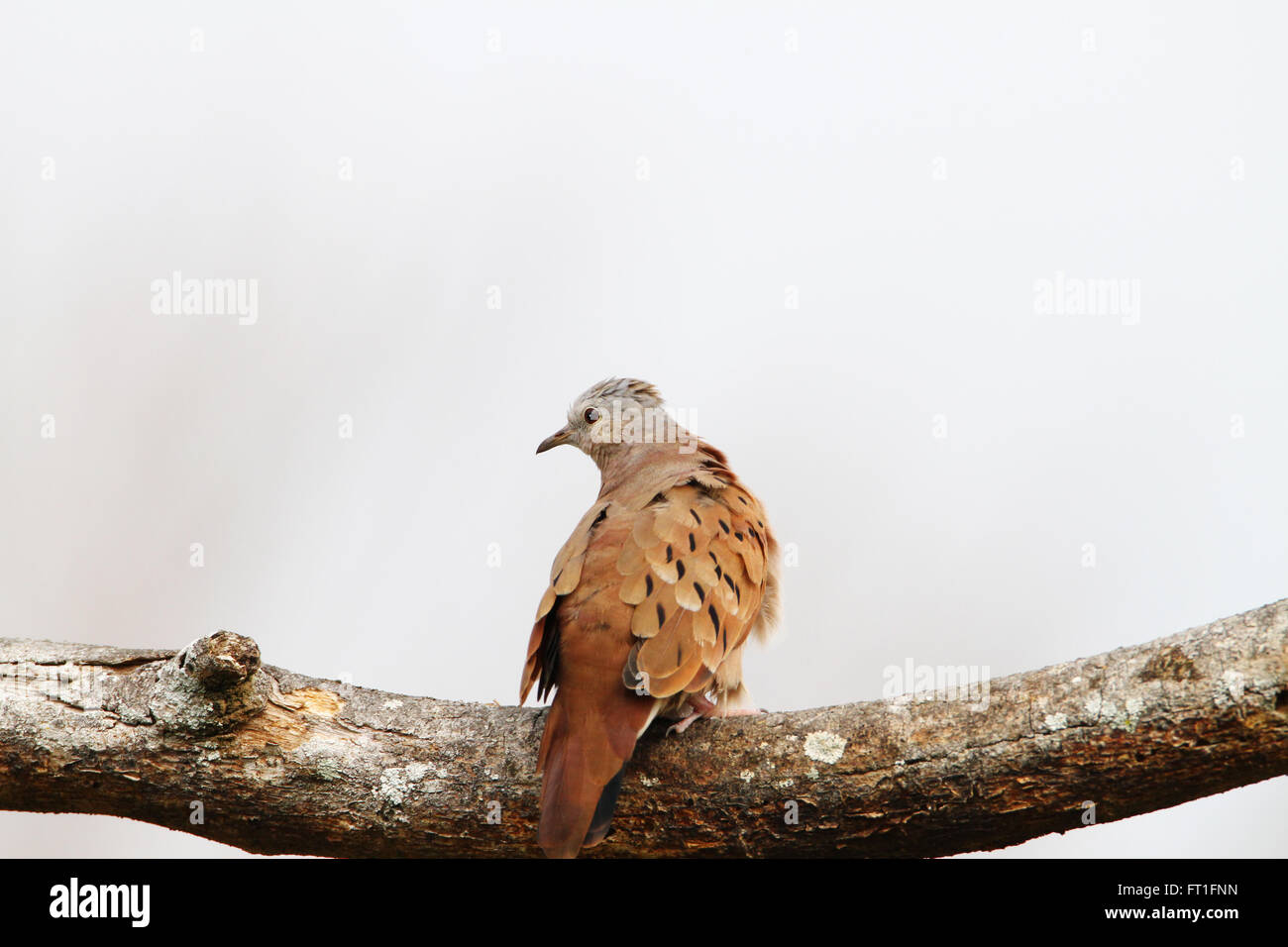 Ground dove hi-res stock photography and images - Alamy