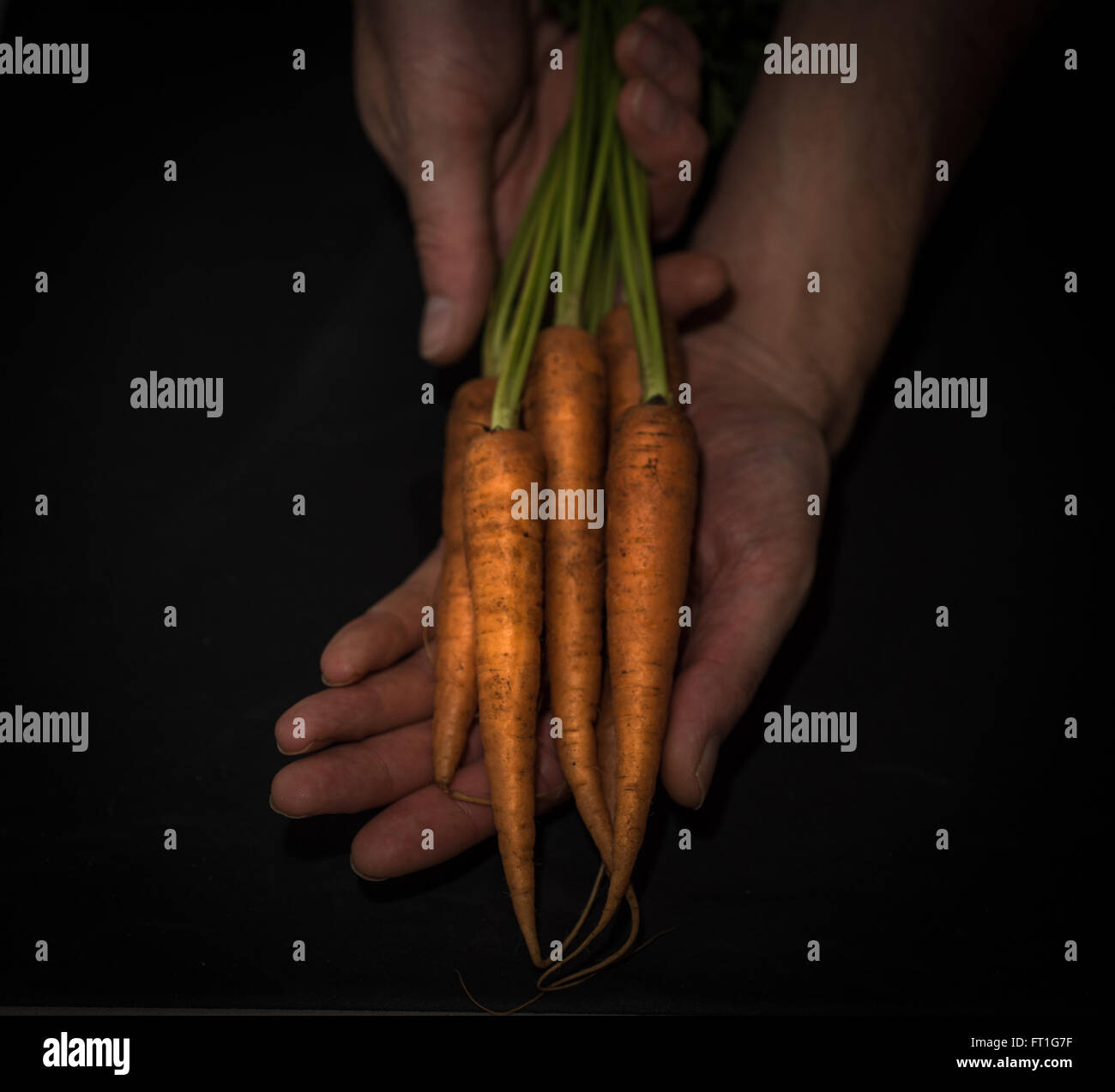 A bunch of beautiful fresh organic carrots, being held over a black ...