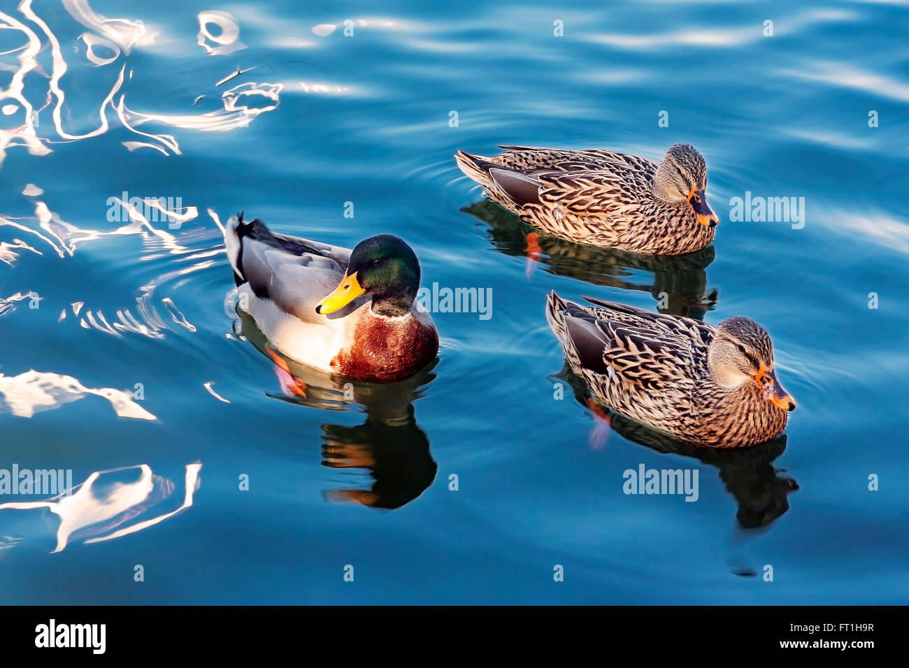 Females anatidae hi-res stock photography and images - Alamy