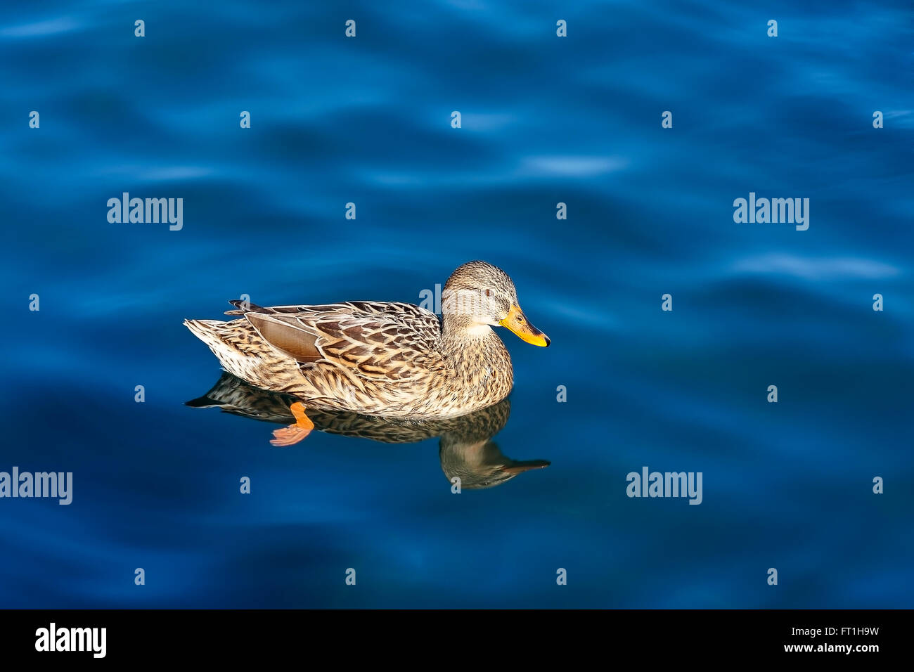 Anatidae family of bird hi-res stock photography and images - Alamy