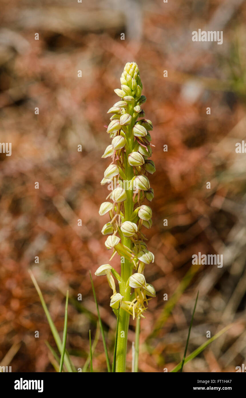 Wild orchid, Man orchid, Orchis anthropophora, Aceras anthropophorum ...