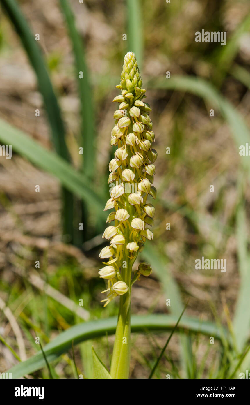 Wild orchid, Man orchid, Orchis anthropophora, Aceras anthropophorum ...