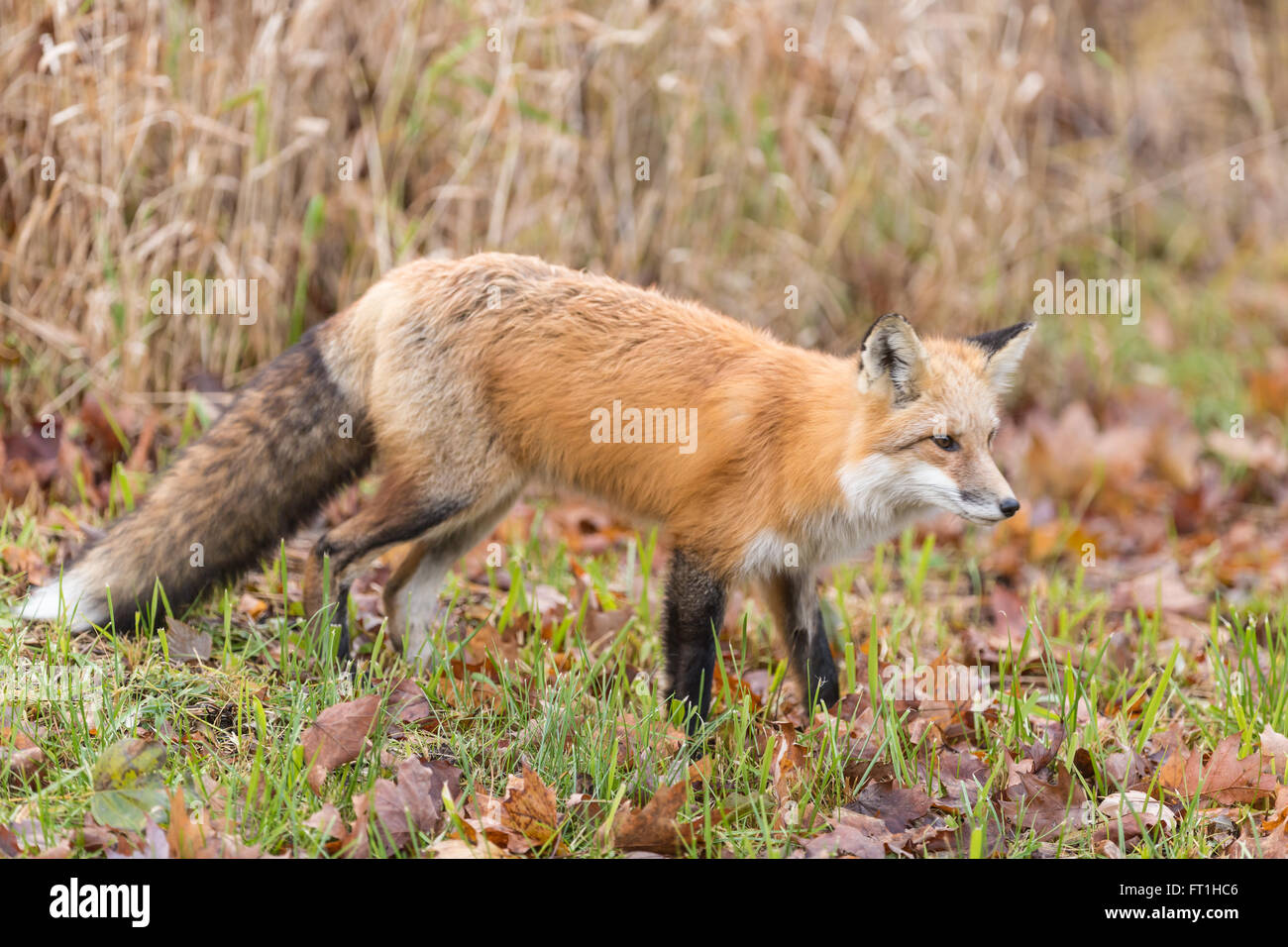 Red fox in its natural setting Stock Photo - Alamy