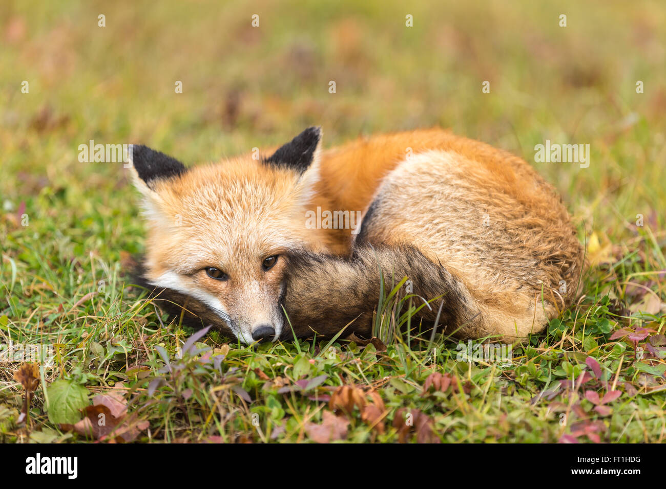 Red fox in its natural setting Stock Photo - Alamy