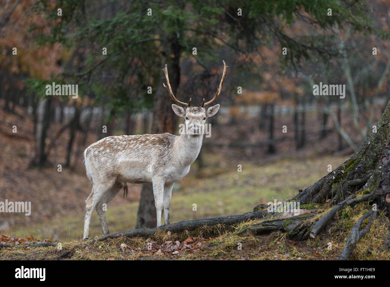 Lone deer in a forest in the fall Stock Photo - Alamy