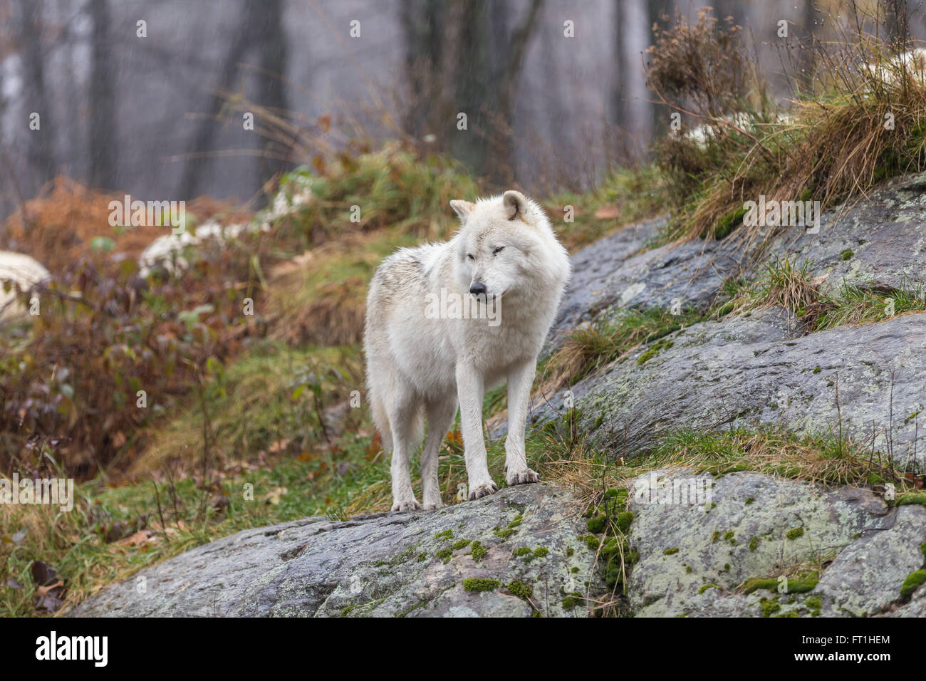 A lone Arctic Wolf Stock Photo - Alamy