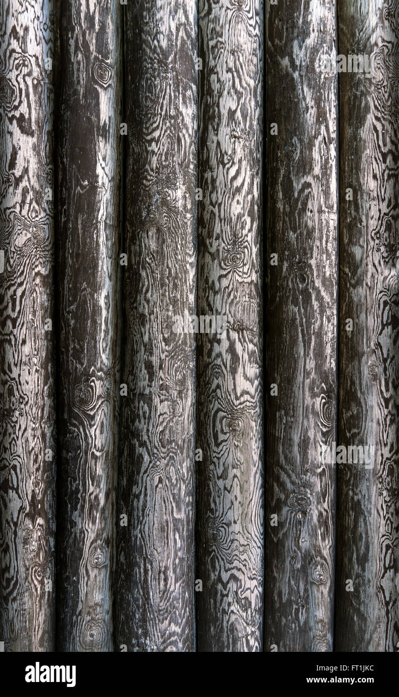 Pattern of six, closely side by side standing, peeled, vertical tree ...