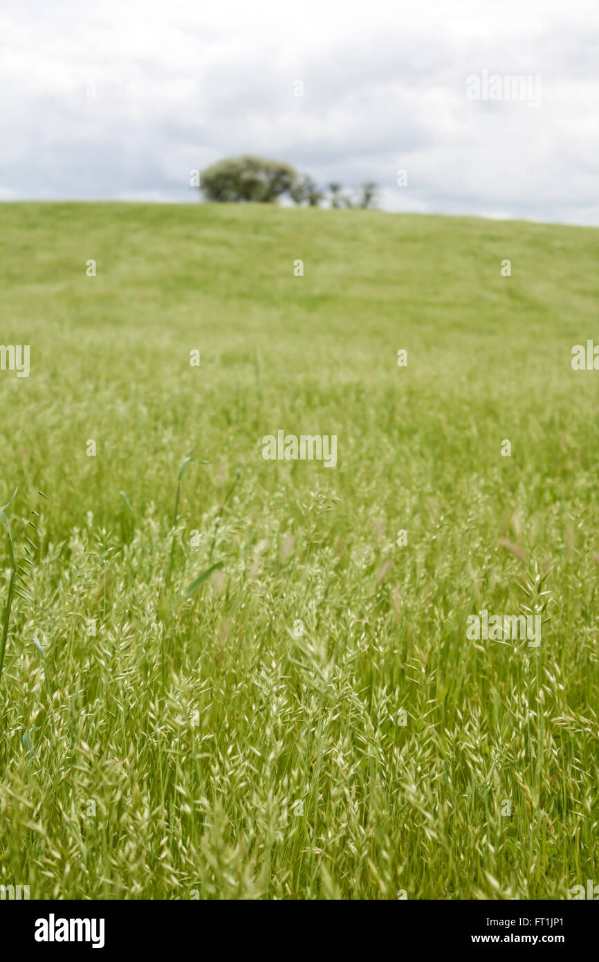 Grass backgound landscape in Italy Stock Photo - Alamy