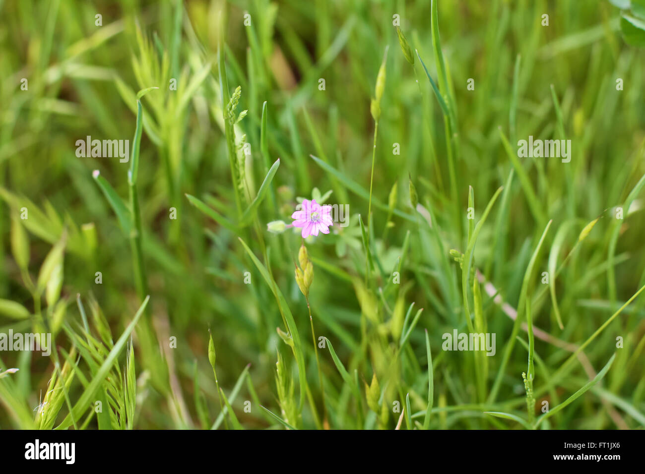 single mallow flower in spring Stock Photo - Alamy