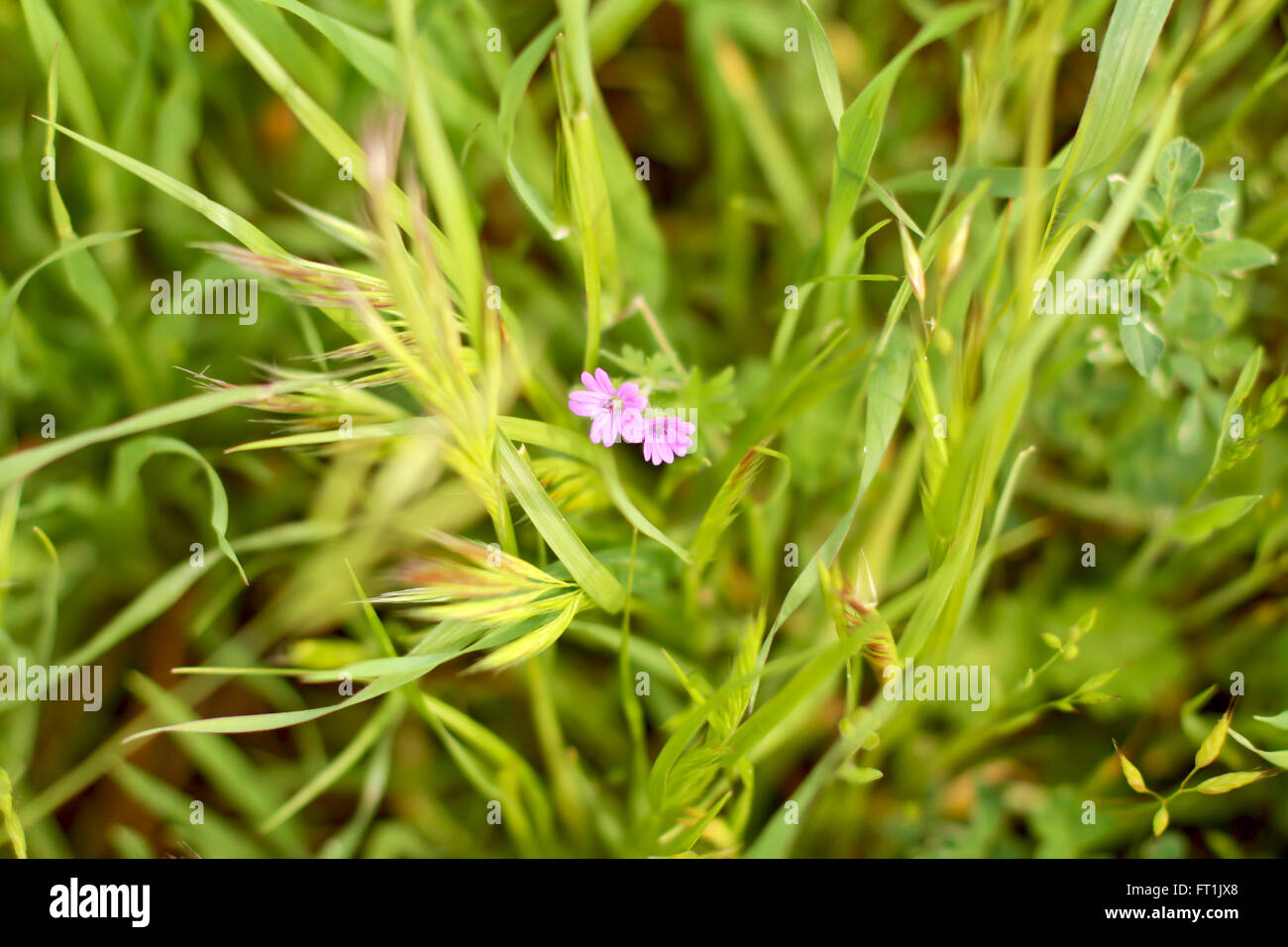 Common mallow with copy space hi-res stock photography and images - Alamy