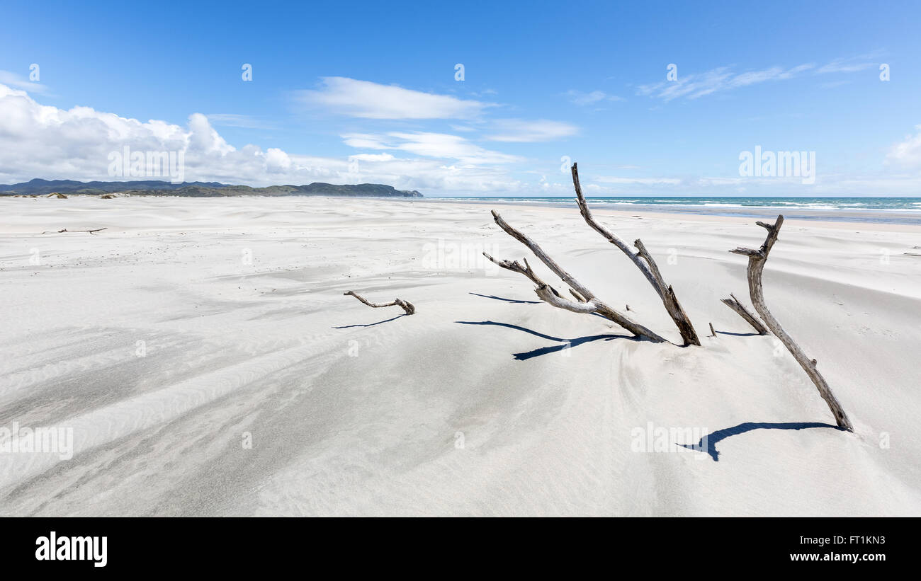 Farewell spit new zealand hi-res stock photography and images - Alamy