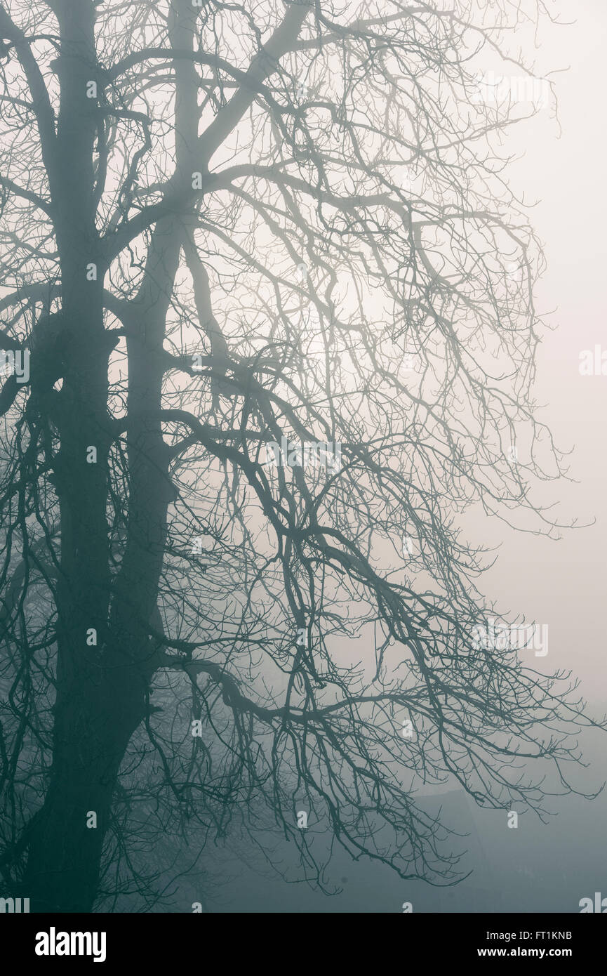 Weather oak hi-res stock photography and images - Alamy