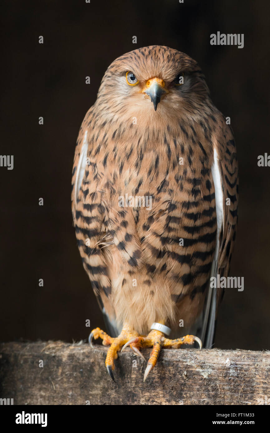 A White Eyed Kestrel (Falco rupicoloides) at Batsford Falconry Centre ...
