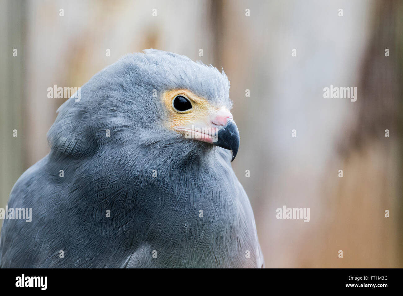 An African harrier-hawk or (Gymnogene Polyboroides typus) at Batsford ...