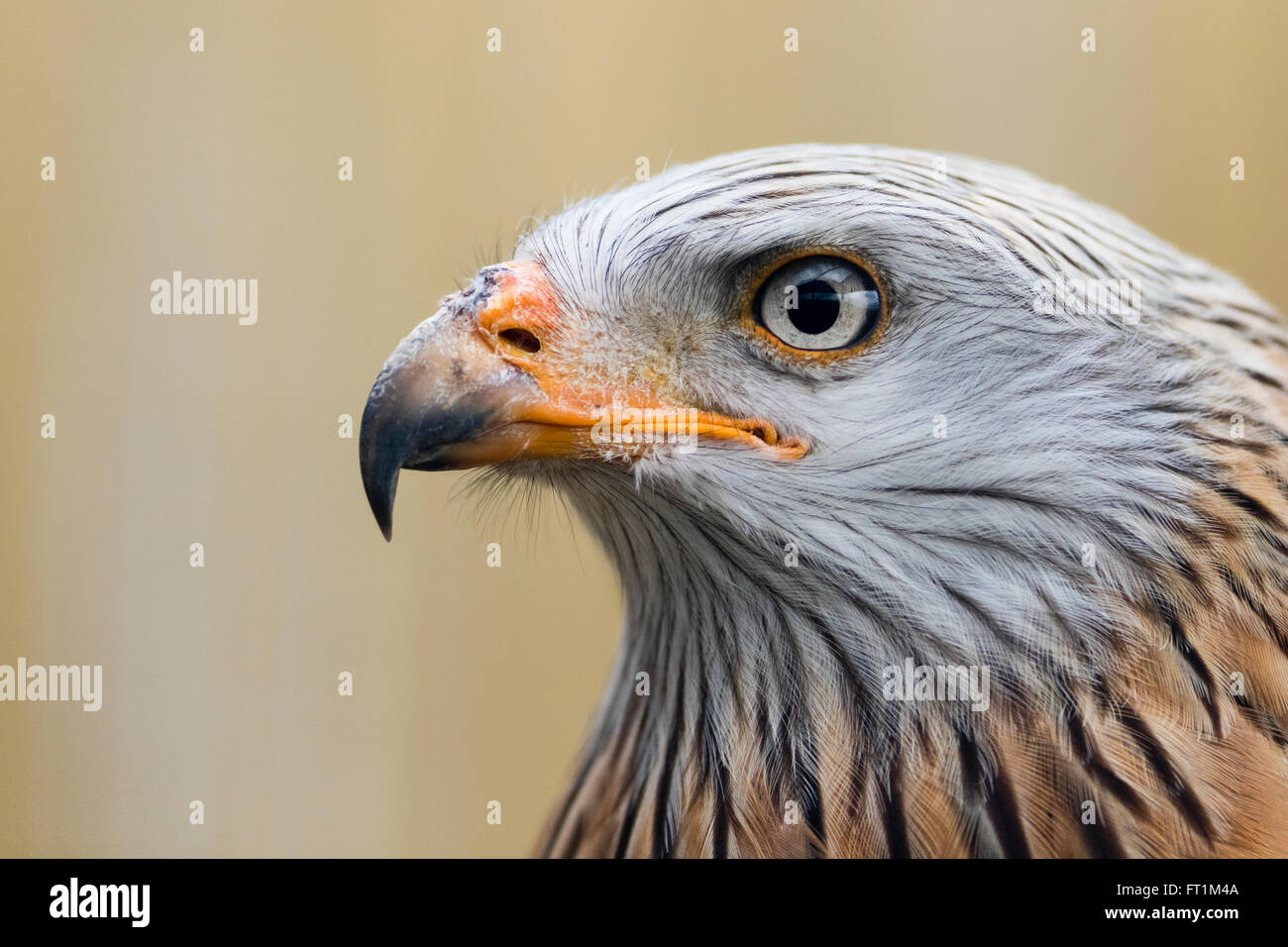 A red Kite (Milvus milvus) at Batsford Falconry Centre Gloucestershire ...