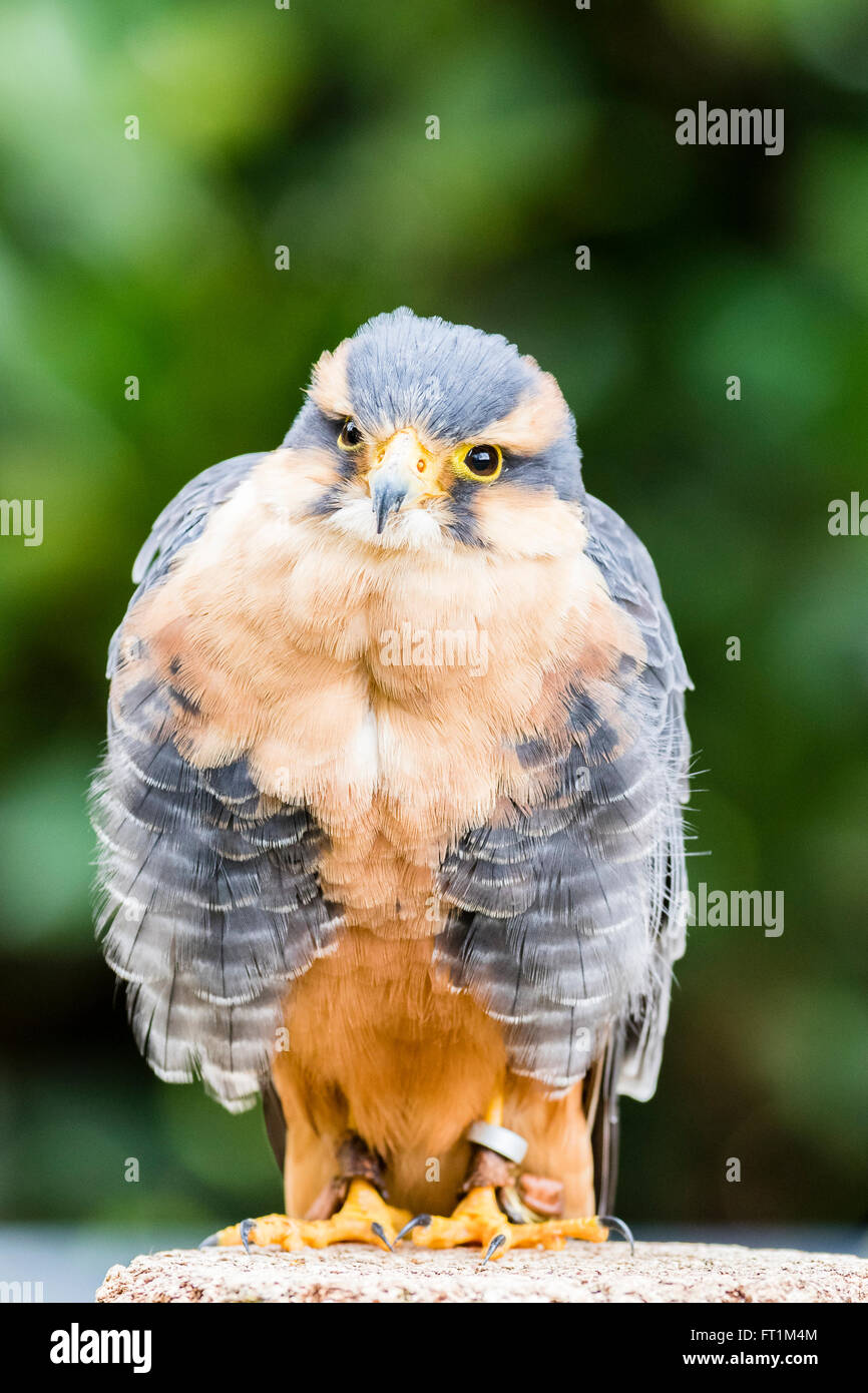 A Aplomado Falcon (Falco femoralis) at Batsford Falconry Centre Stock ...
