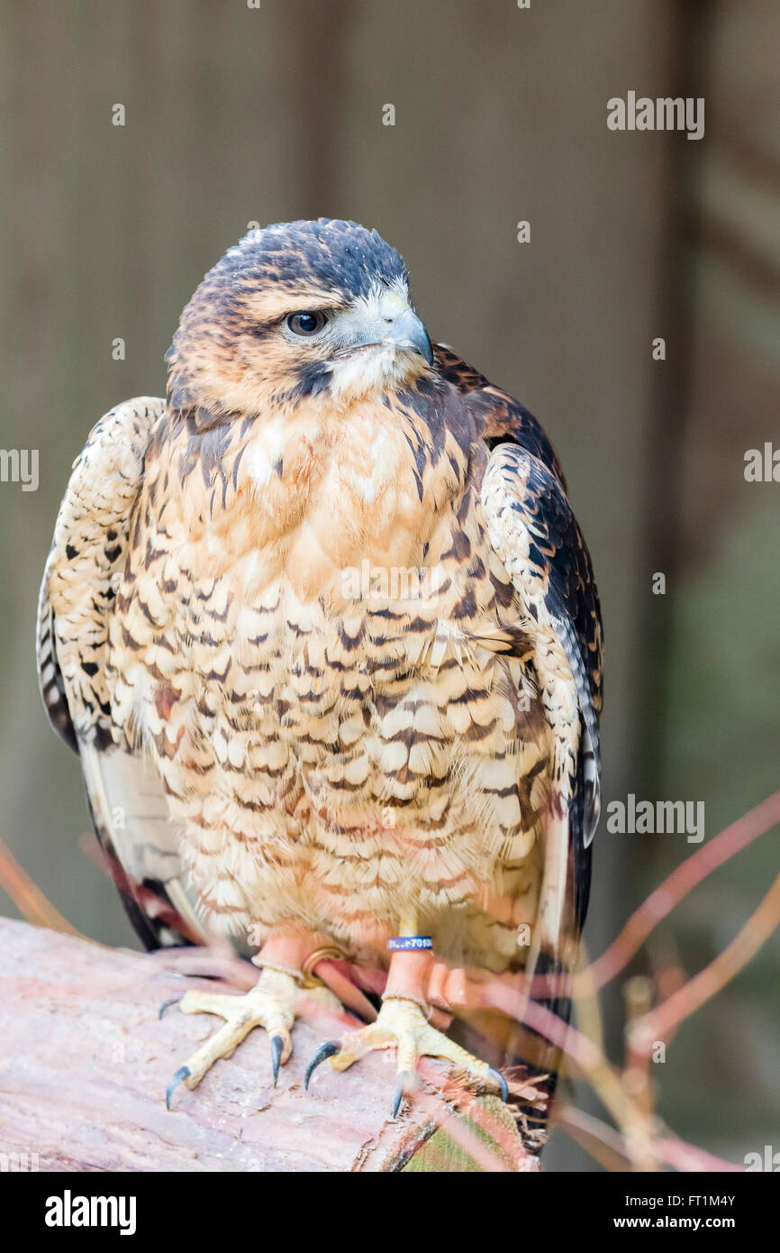 A Red Backed Hawk (Geranoaetus polyosoma) at Batsford Falconry Centre ...