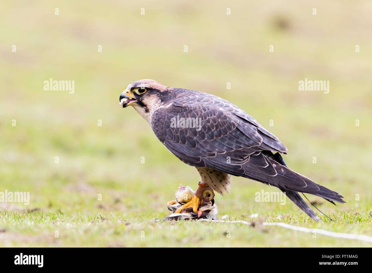 A Lanner Falcon (Falco biarmicus) at Batsford Falconry Centre Gloucestershire Stock Photo - Alamy