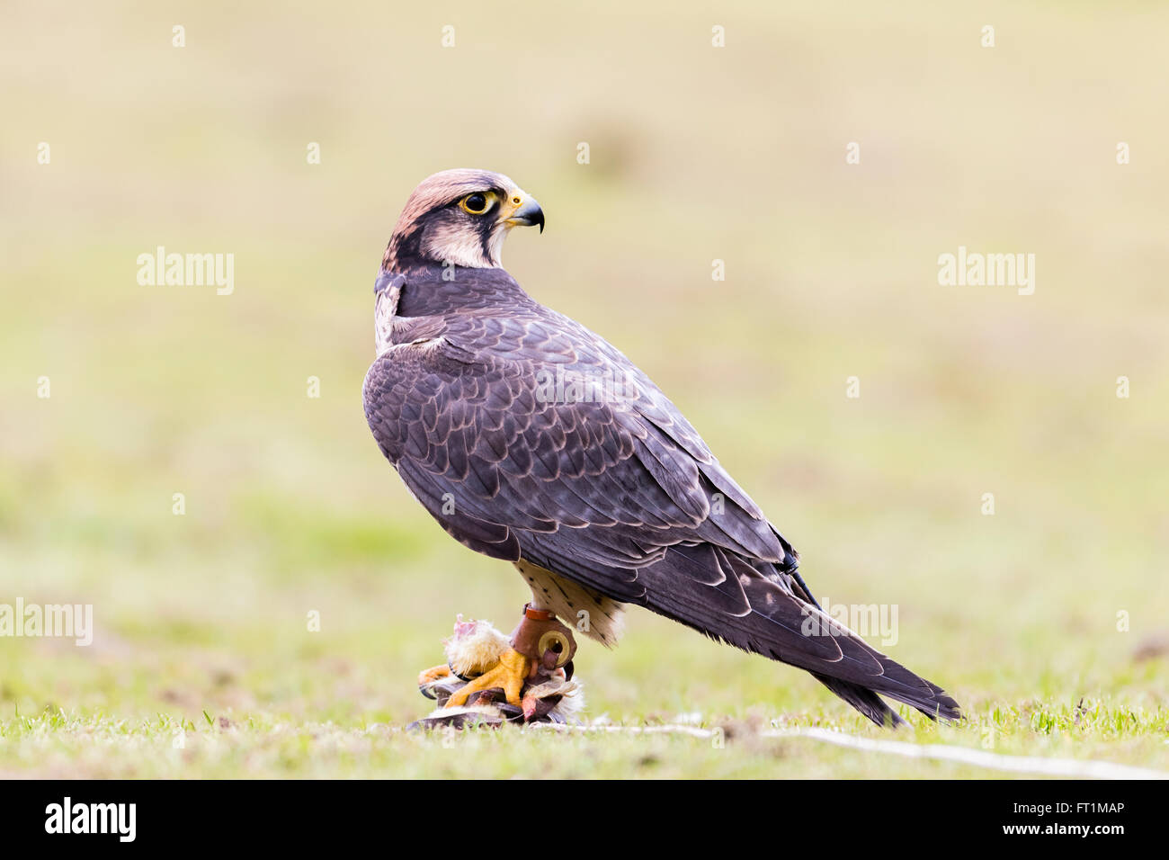 Falconry lure hi-res stock photography and images - Alamy