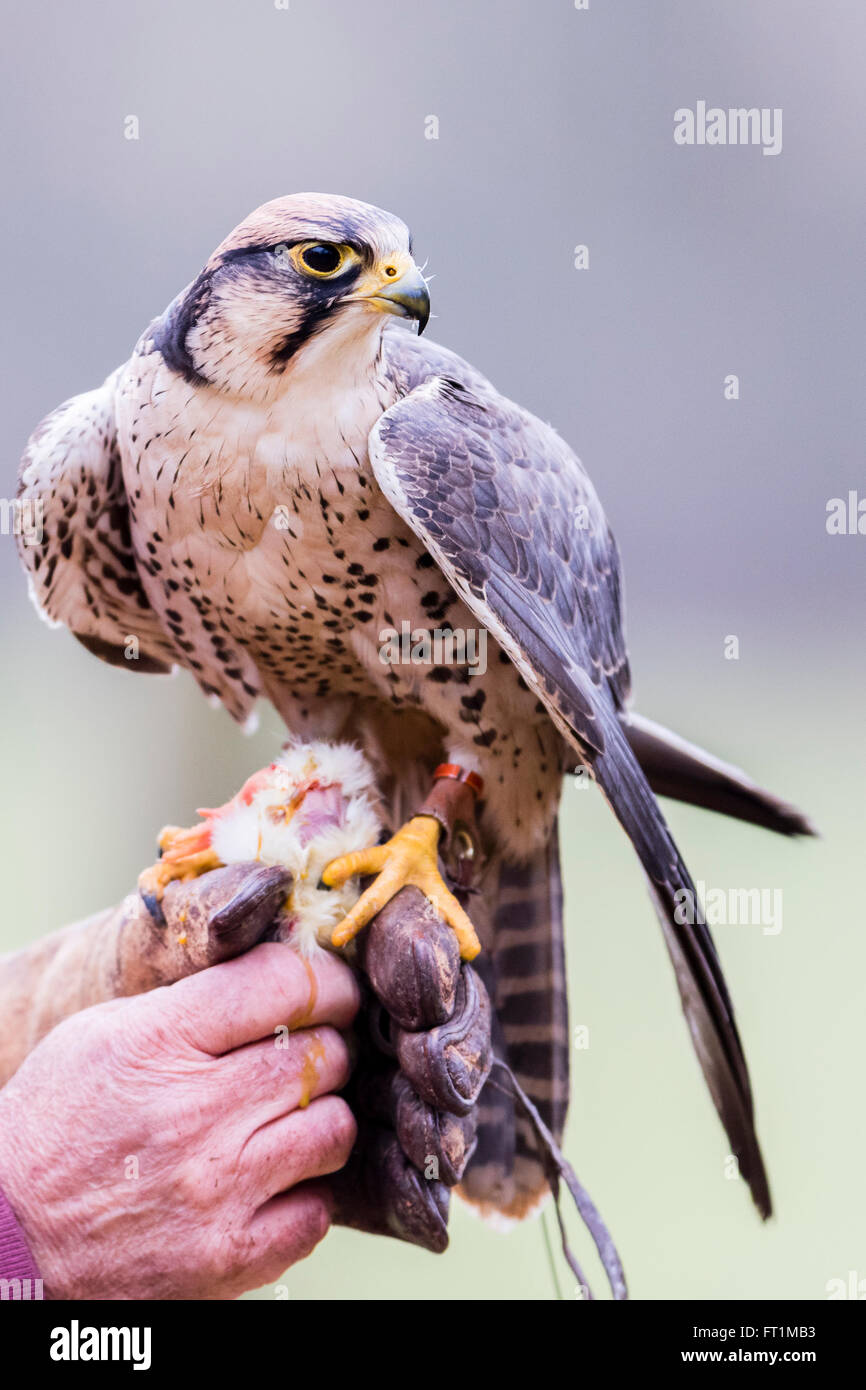A Lanner Falcon (Falco biarmicus) at Batsford Falconry Centre ...