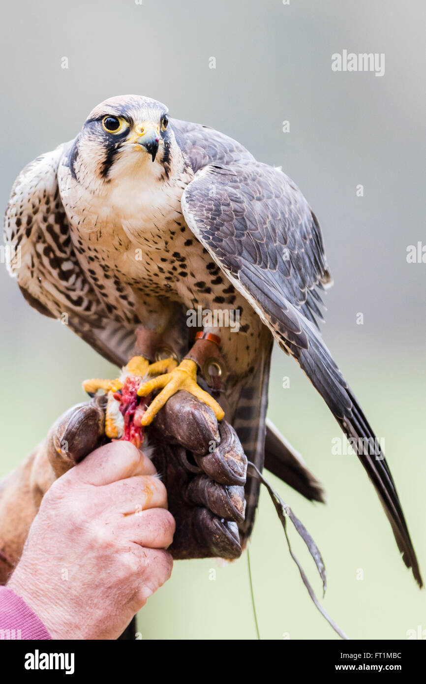 A Lanner Falcon (Falco biarmicus) at Batsford Falconry Centre Gloucestershire Stock Photo - Alamy