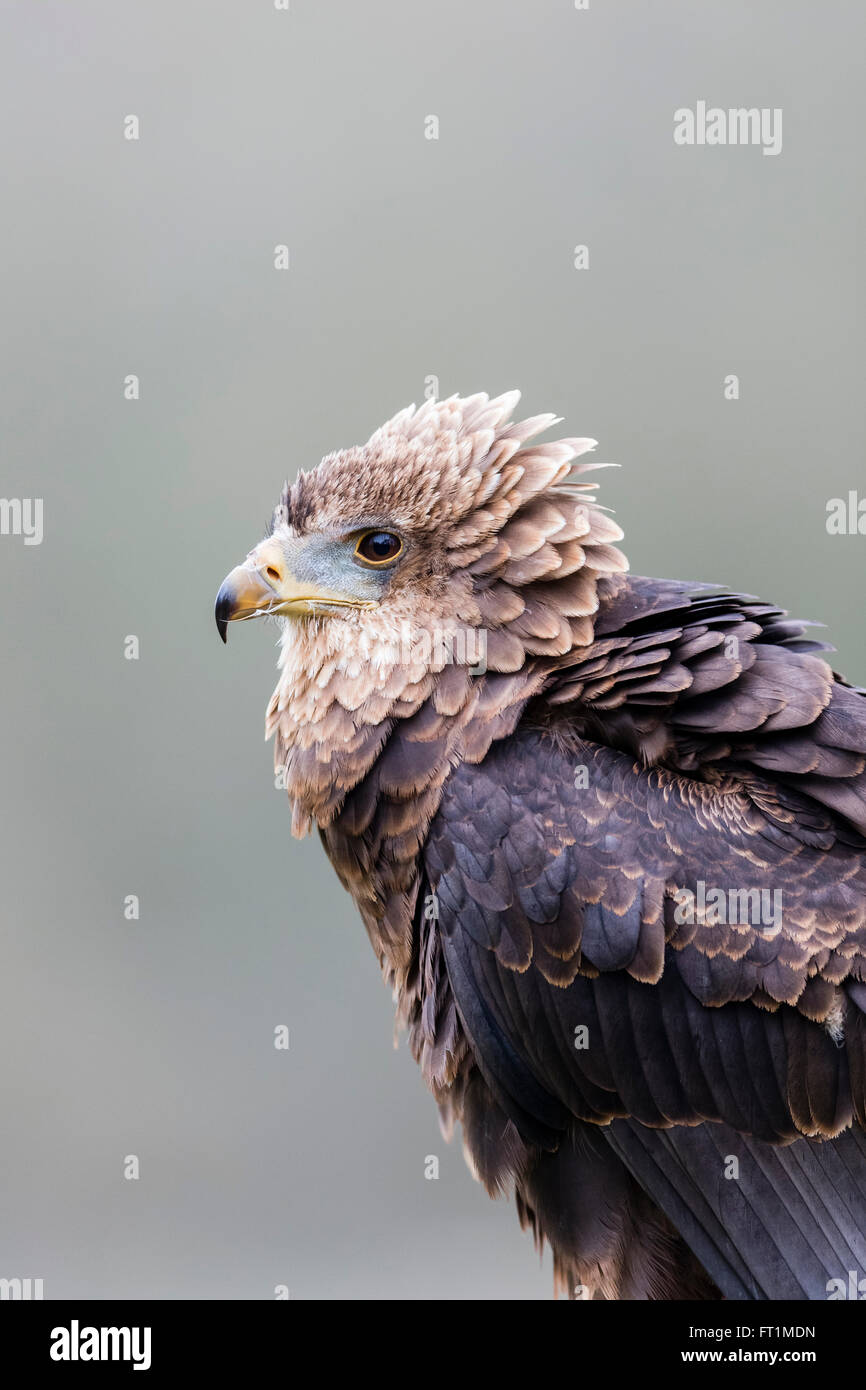 Bateleur Eagle Falconry
