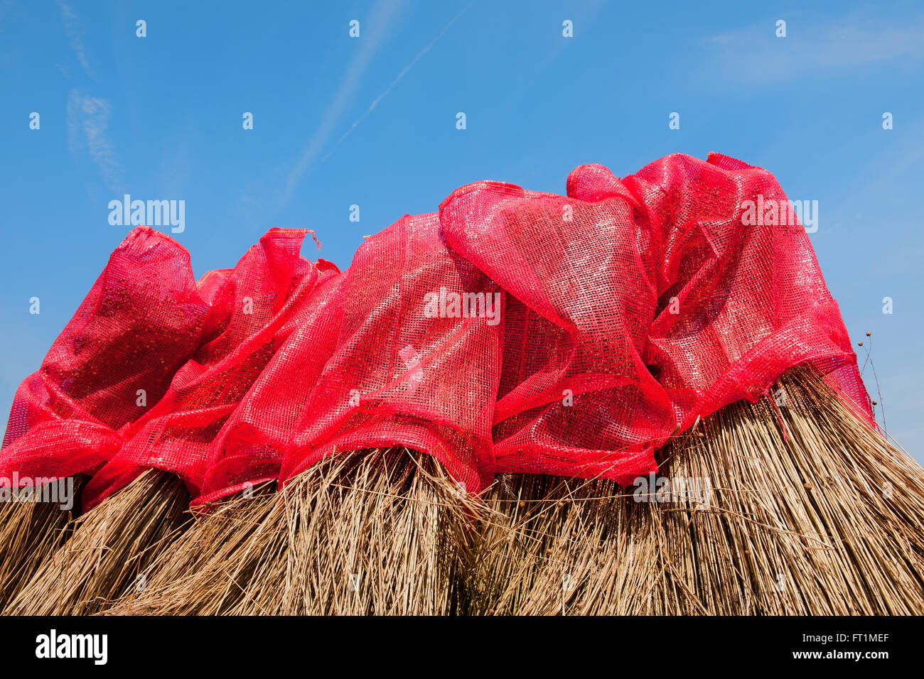 flax drying in the summer sun on a Dutch farmfield Stock Photo - Alamy
